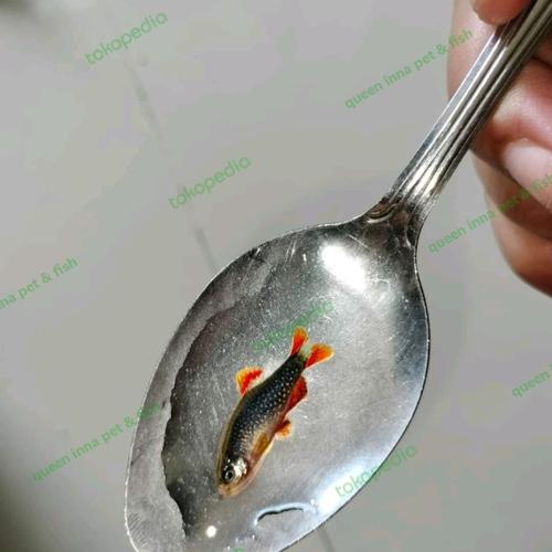 Jual ikan rasbora Galaxy / ikan hias air tawar / ikan mini aquascape ...