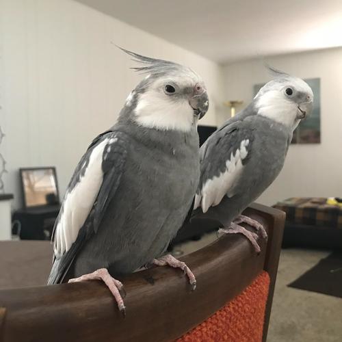 Jual Burung Falk Australia White Face 1 pasang Cockatiel - Satuan ...