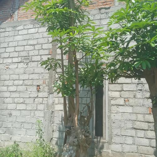 Jual pohon pule fosil gruping sudah tampungan / tanaman pohon pule ...