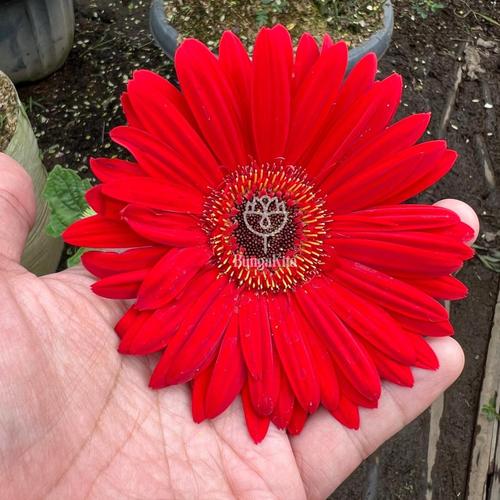 Jual Tanaman Hias Gerbera Merah - Kab. Bandung Barat - BungaKita ...