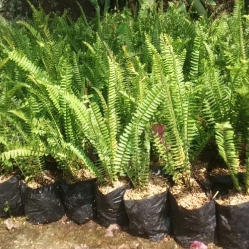 Jual tanaman pakis kelabang - tanaman vertical pakis kelabang - pakis ...