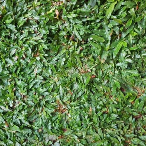 Jual rumput gajah mini karungan / rumout gajah mini bagus / rumput ...