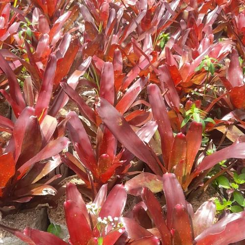 Promo tanaman bromelia merah besar - pohon bromel - bromelia merah ...
