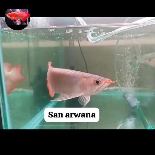 Jual arwana super red ITL arwana sr sepauk I THIAU LUNG - Jakarta Timur ...