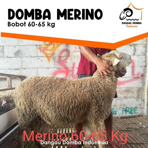 Jual Hewan Kurban Jenis Domba Merino Bobot 60-65kg by Dangau Domba ...