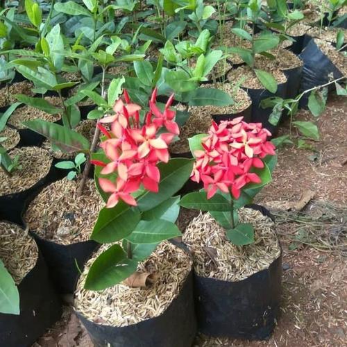 Jual tanaman soka hawai merah - asoka hawai bunga merah - tanaman pagar ...