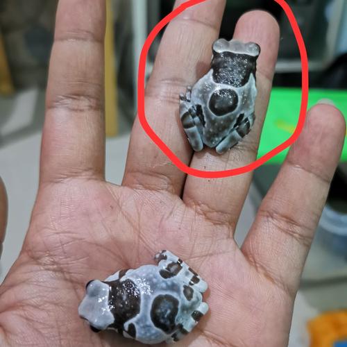 Jual Milk frog katak jinak aman no kodok pacman dumpy - Jakarta Timur ...