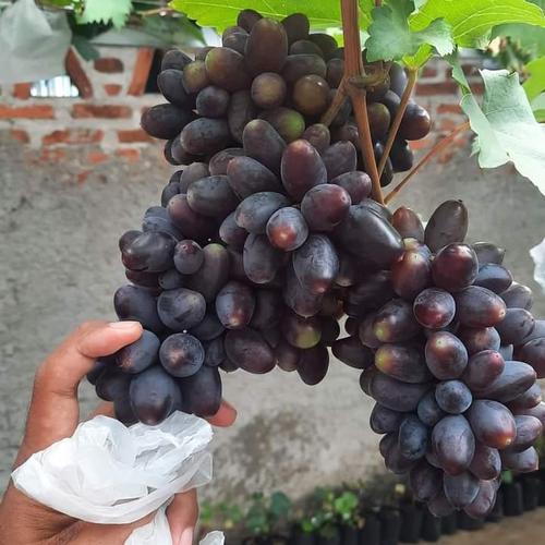 Jual bibit tanaman buah anggur import jenis gosv gratis anggur Isabella ...