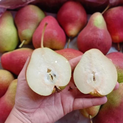 Jual buah pear forelle fresh 1 kg / buah pir forelle 1 kg - Jakarta ...