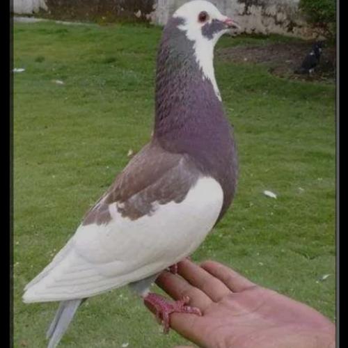 Jual Burung Dara Burung Merpati Jantan - blorok/blantong - Jakarta ...
