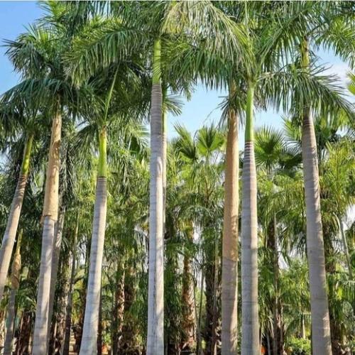 Jual Pohon palem raja tinggi 4 meter sampai 6 meter - Kab. Bogor ...