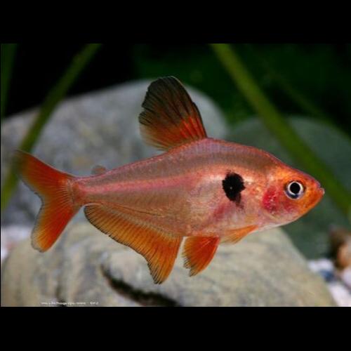Jual Ikan Hias Red Phantom Tetra / Ikan Hias Air Tawar / Ikan Aquascape ...
