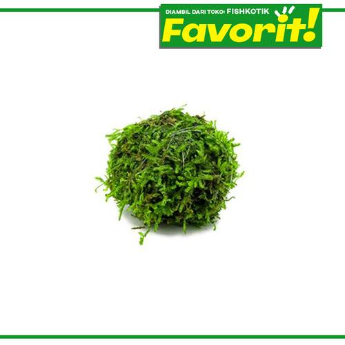 Jual Java Moss Ball (M) Tanaman Air Hidup Hiasan Aquascape Aquarium ...