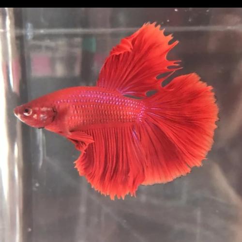 Jual Ikan Hias Cupang Super Red Hiasan Aquarium - Kota Bandung - JN ...