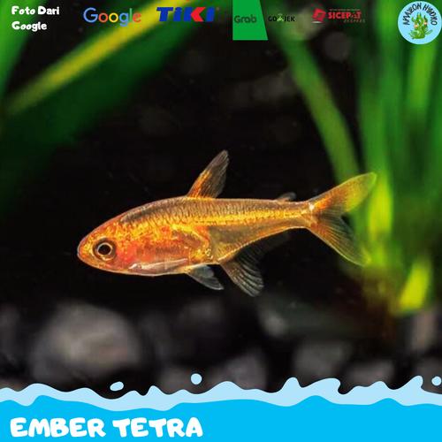 Jual TETRA EMBER ikan ember tetra ikan amandae tetra ikan hias ...