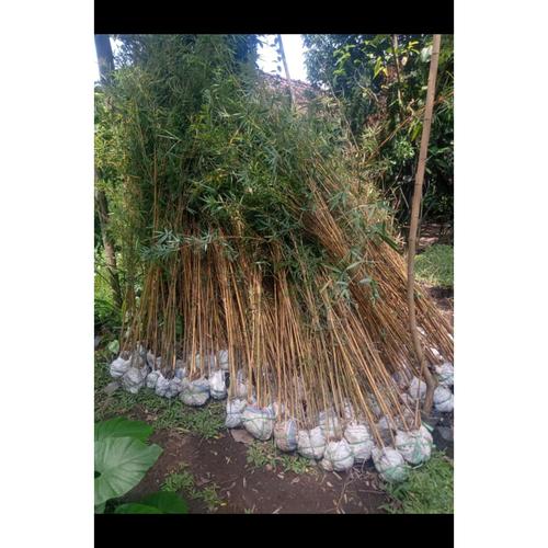 Jual tanaman bambu kuning mini tanaman hias bambu pohon bambu - Kab ...