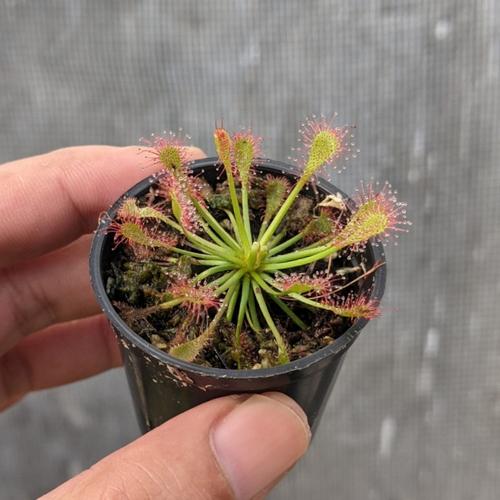 Jual drosera capillaris long leaf size dewasa tanaman karnivora - Kota ...