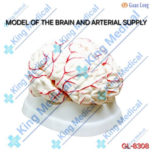 Jual Alat Peraga/Model of The Brain & Arterial Supply/Otak Manusia ...