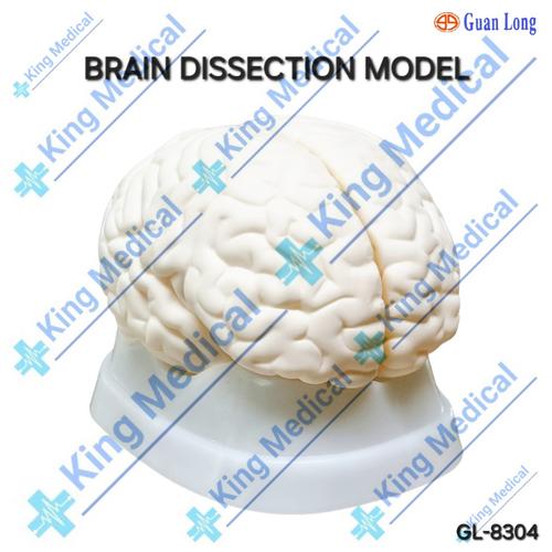 Jual Alat Peraga Brain Dissection Model/Otak Manusia GL 8304 (Import ...