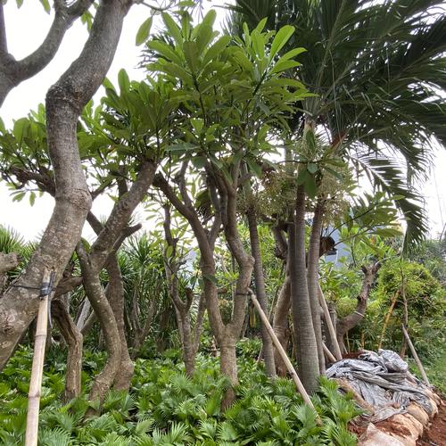 Jual Pohon Kamboja Fosil Bunga Kuning 2 - Jakarta Barat - little Bali ...