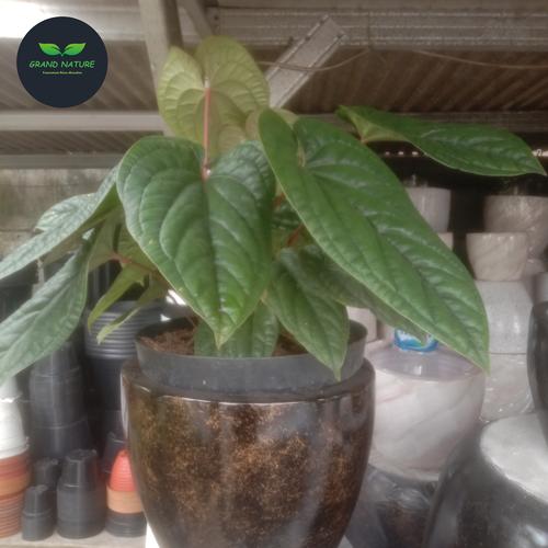 Jual tanaman suruh keraton+pot teraso - Kota Tangerang Selatan - GRAND ...