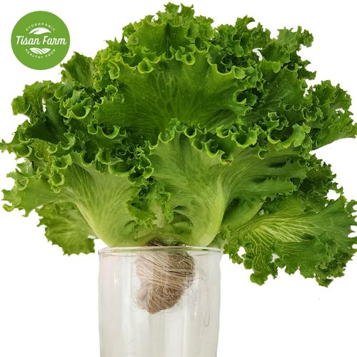 Jual Crystal Lettuce Lalique Selada Kristal Sayuran Hidroponik ...