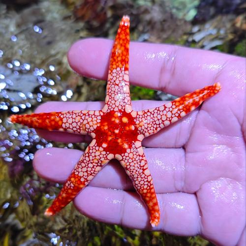 Jual bintang laut merah kombinasi aquarium lautt - Jakarta Selatan ...