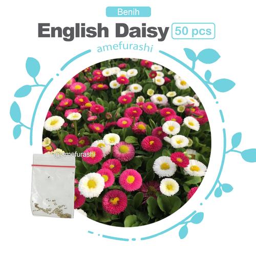 Jual 50 Benih Bibit Biji English Daisy Unwins dwarf Mix Edible Flower ...