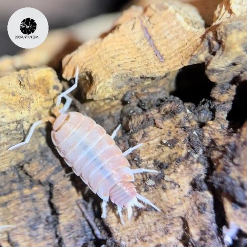 Jual isopoda porcellionides pruinosus powder orange isopod - Kab ...