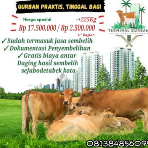 Jual PATUNG SAPI QURBAN di Terminal Qurban Tipe A 1/7 Bagian 2025 - Jakarta Barat - Terminal ...