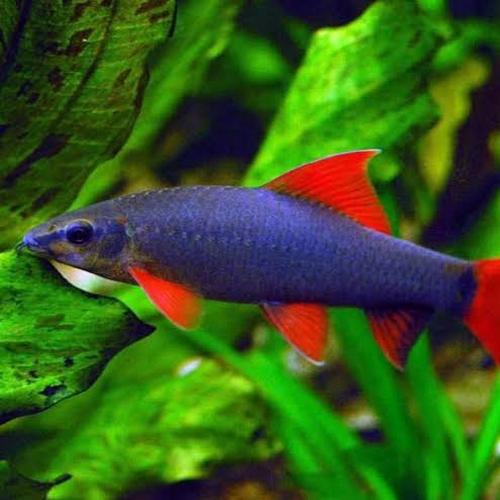 Jual ikan Red fin shark, ikan aquascape dasar, black / albino - Hitam ...