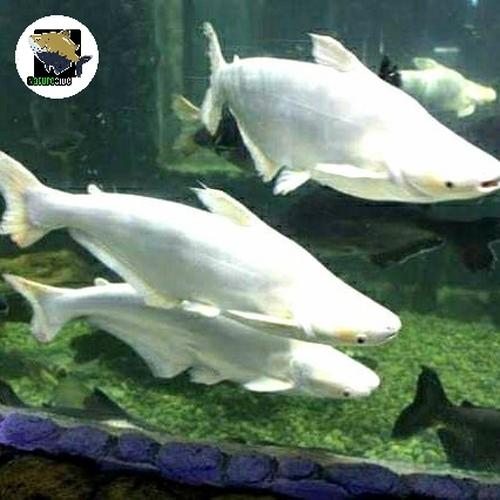 Jual ikan patin albino mata merah untuk hiasan aquarium, tankmate ...