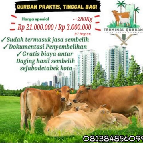 Jual Promo PATUNG SAPI QURBAN di Terminal Qurban Tipe B 1/7 Bagian ...