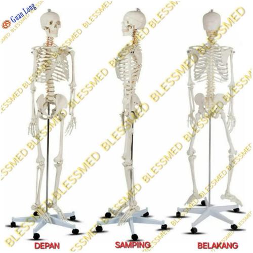 Jual Alat Peraga/Phantom Manekin Kerangka Manusia GL 8101 Guan Long ...