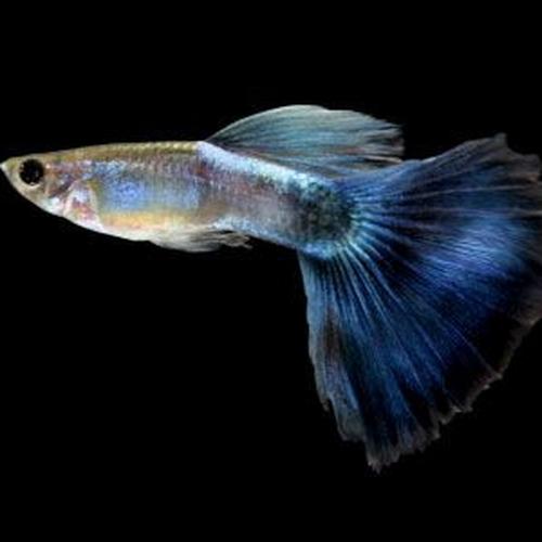 Jual ikan hias guppy singa blue tail siap breding sepsang jantan betina ...
