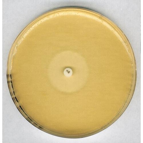 Jual Antibiotic Agar no.1 _ Merck (1.05272.0500) - Kota Medan ...
