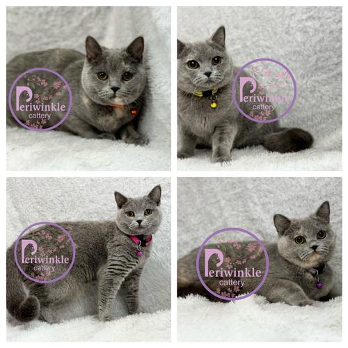 Jual Kucing British Shorthair Betina Ped WCF - Jakarta Timur - Deluna ...
