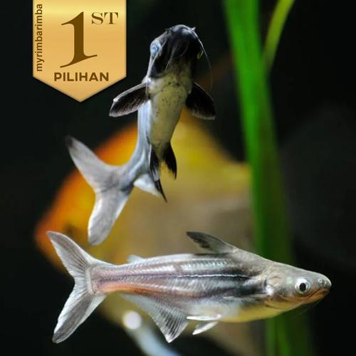Jual Paket Ternak (isi 10) Patin Hitam Ikan Hias Kolam Hiasan Aquarium ...