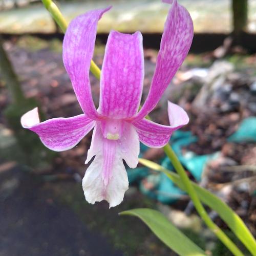 Jual Anggrek Dendrobium Caesar Warawan x King kobra Dewasa siap spike ...