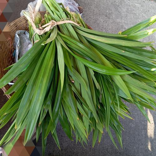 Jual daun pandan per ikat - Kota Semarang - ayam goreng bu eva | Tokopedia