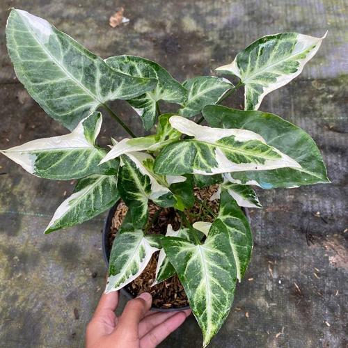 Jual syngonium T25 - tanaman hias - tanaman murah - Kota Malang - Fatih ...