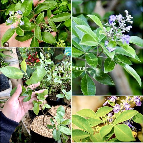 Jual Bibit tanaman legundi herbal gandasari pohon hidup vitex trifolia ...