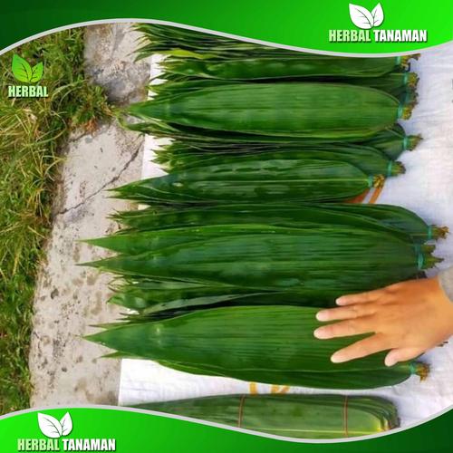 Jual Daun Bambu Jumbo 100 Lembar - Daun Bambu Bakcang - Daun Bacang ...