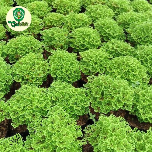 Jual Tanaman Hias Ande Ande Lumut - Pohon Daun Cakar Ayam Warna Unik ...