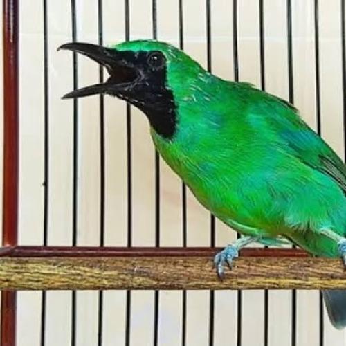 Jual Cucak ijo jantan / cica daun / murai daun / greater green leafbird ...