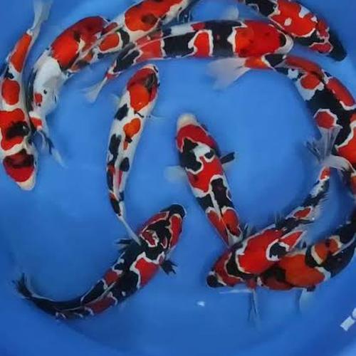 Jual ikan koi showa Naruto - Kota Depok - ALZUM-FISH | Tokopedia