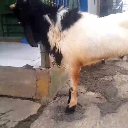 Jual Hewan Qurban Kambing TB 1M Jumbo - Jakarta Selatan - Parrot exotic | Tokopedia