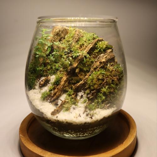 Promo Terrarium mini - Model Bukit Kayu - Dengan Lampu - Jakarta Utara ...