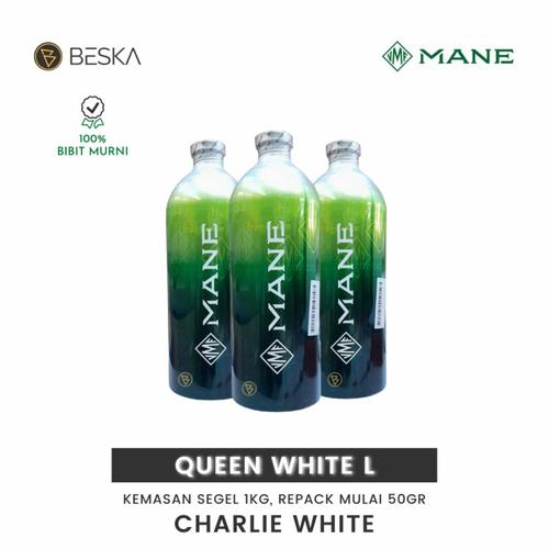 Jual BIBIT PARFUM MANE QUEEN WHITE L [1KG SEGEL] - Kota Mojokerto ...