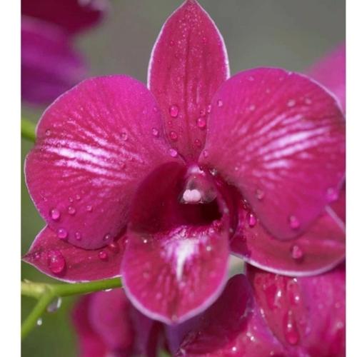 Promo Tanaman hias anggrek dendrobium red dragon kondisi spike dewasa ...